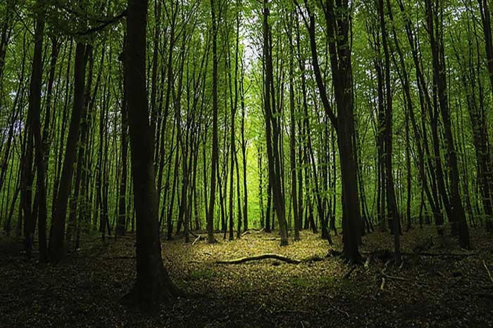 Randonner en forêt - Fédération Française de la Randonnée Pédestre