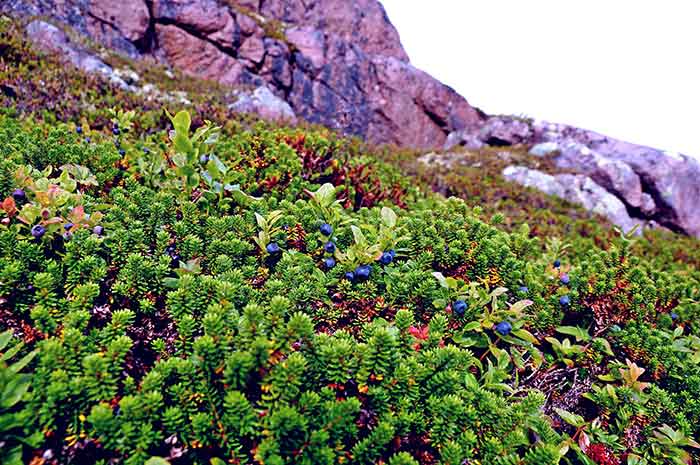 Le mystère de la myrtille tueuse - Fédération Française de la Randonnée ...